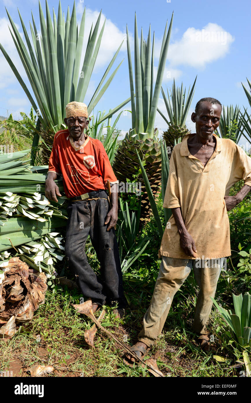 Sisal plantation hi-res stock photography and images - Alamy