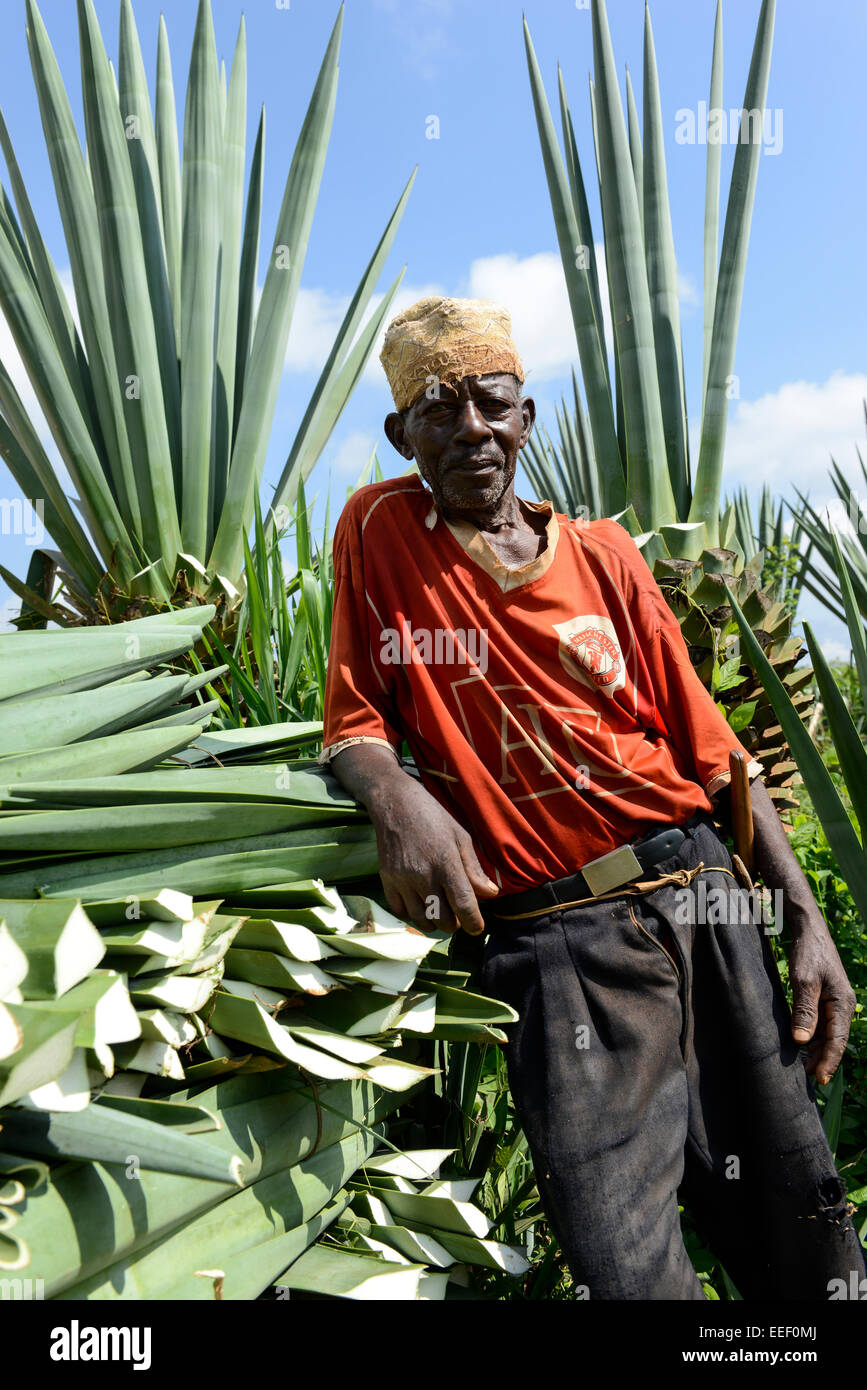 Sisal plantation in tanzania hi-res stock photography and images - Alamy