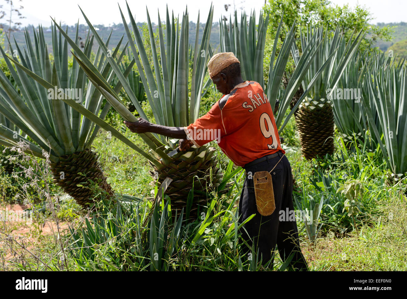TANZANIA, Tanga, Korogwe, Sisal plantation in Kwalukonge, farm worker ...