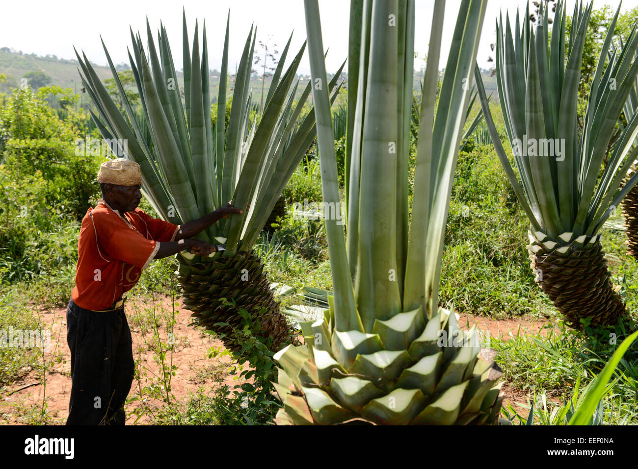 Sisal plantation in tanga hi-res stock photography and images - Alamy