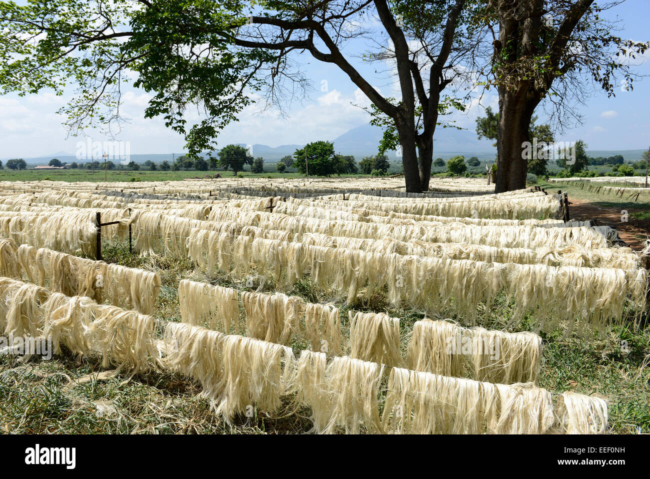 Sisal plantation in tanzania hi-res stock photography and images - Alamy