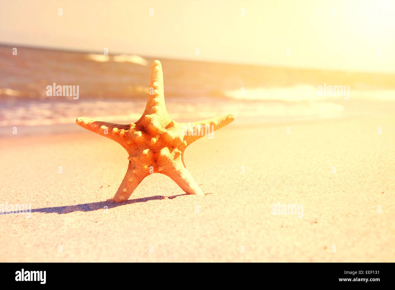 Star fish marine animal hi-res stock photography and images - Alamy