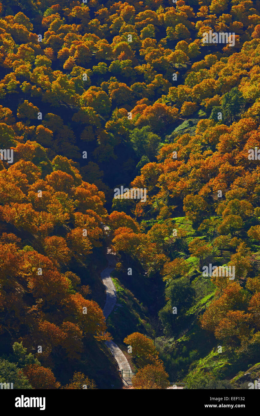 Valle del Genal, Chesnut forest (Castanea sativa), Autumn, Genal Valley ...