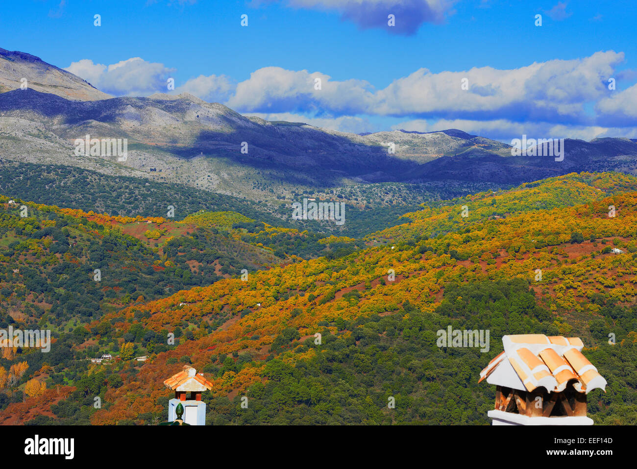 Valle del Genal, Chesnut forest (Castanea sativa), Autumn, Genal Valley ...