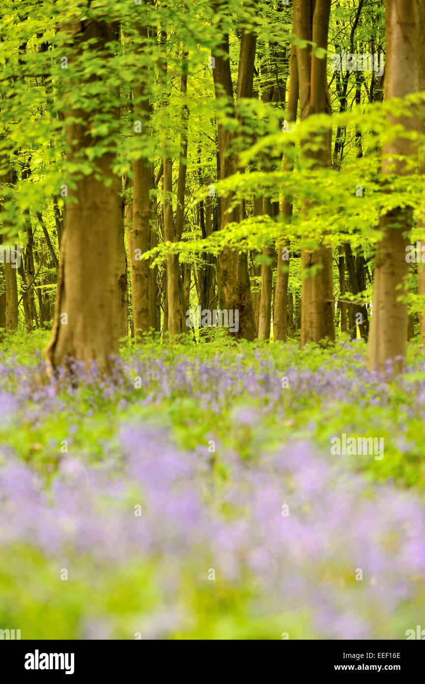 Bluebells in beech forest, Micheldever Wood, Hampshire, UK Stock Photo ...