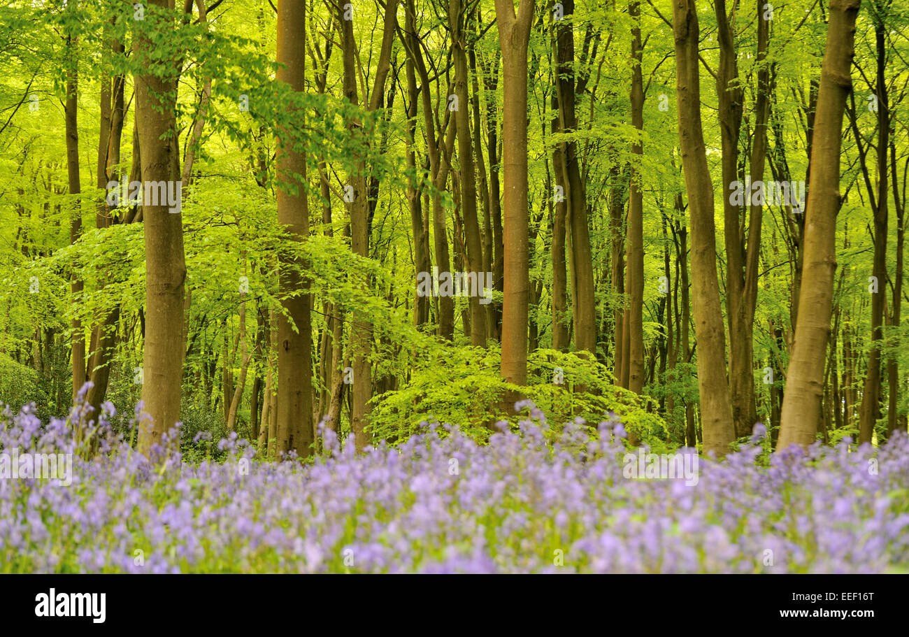 Bluebells in beech forest, Micheldever Wood, Hampshire, UK Stock Photo ...