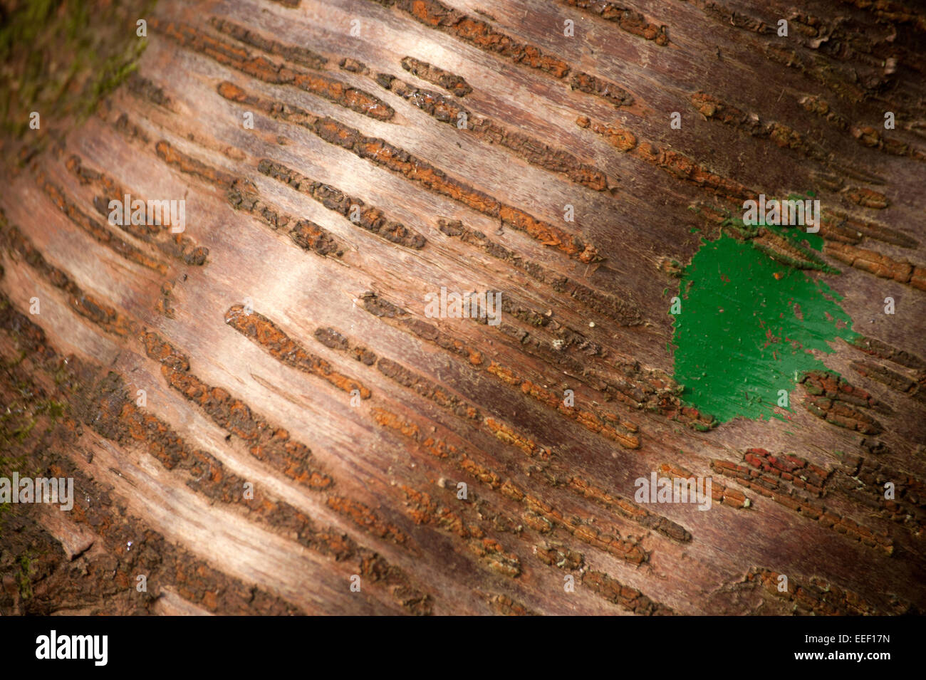 Green tree lines hi-res stock photography and images - Alamy