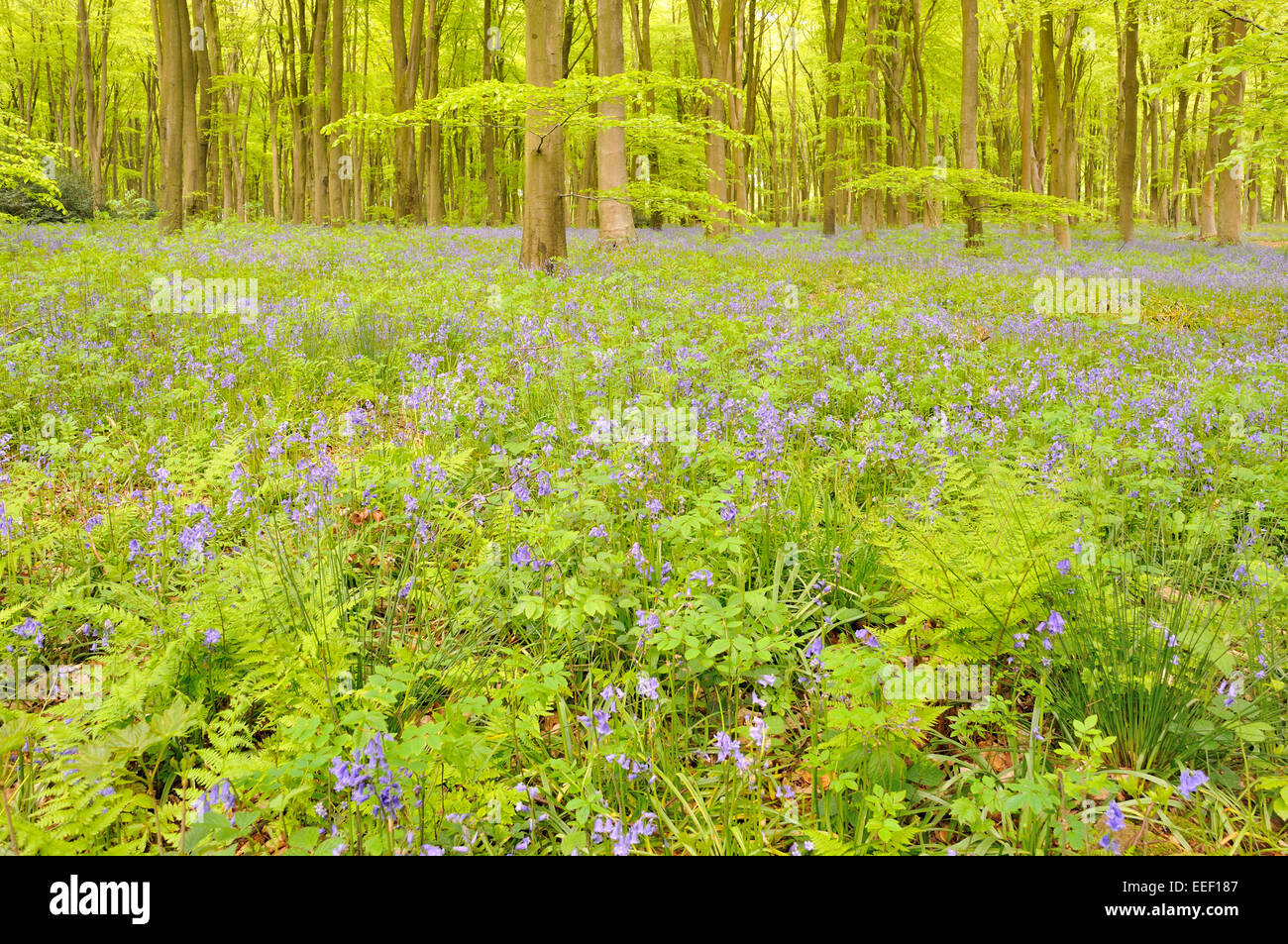 Bluebells micheldever wood in hampshire hi-res stock photography and ...