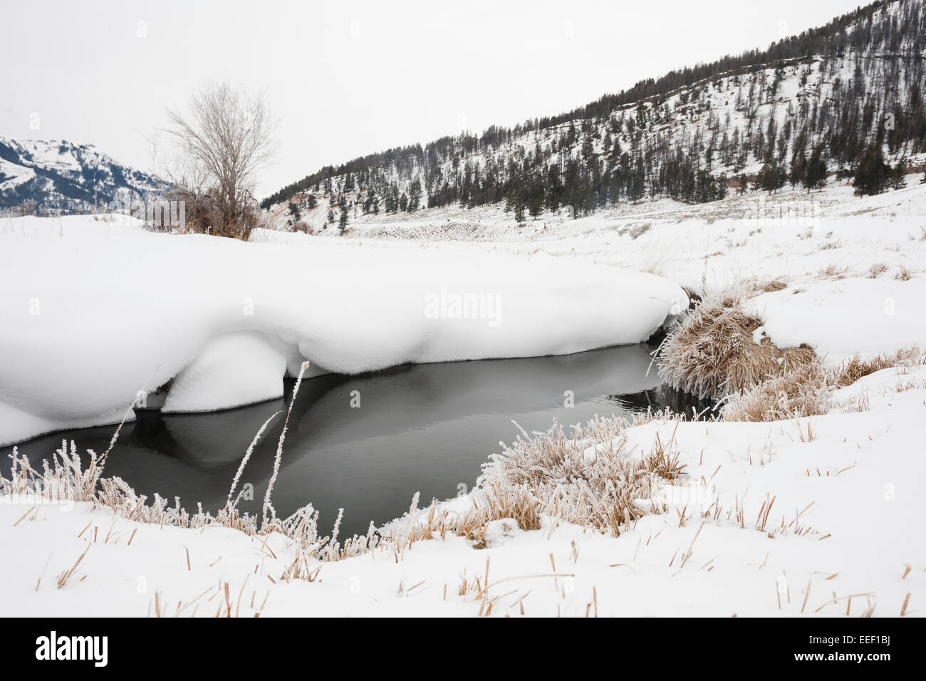 YELLOWSTONE, USA Still pond in Yellowstone National Park Stock Photo ...