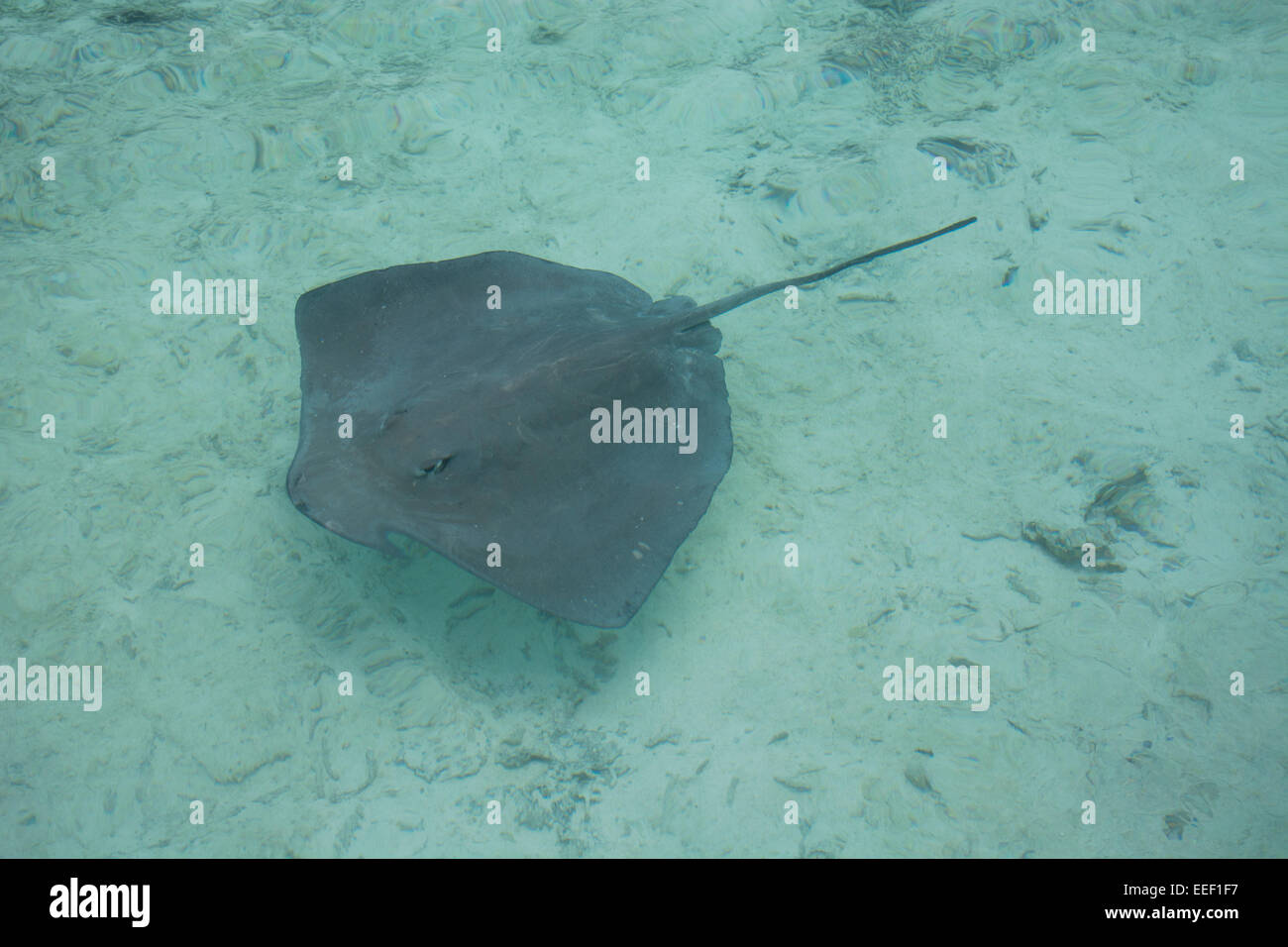 French Polynesia, Society Islands, Leeward Islands, Bora Bora, wild ...