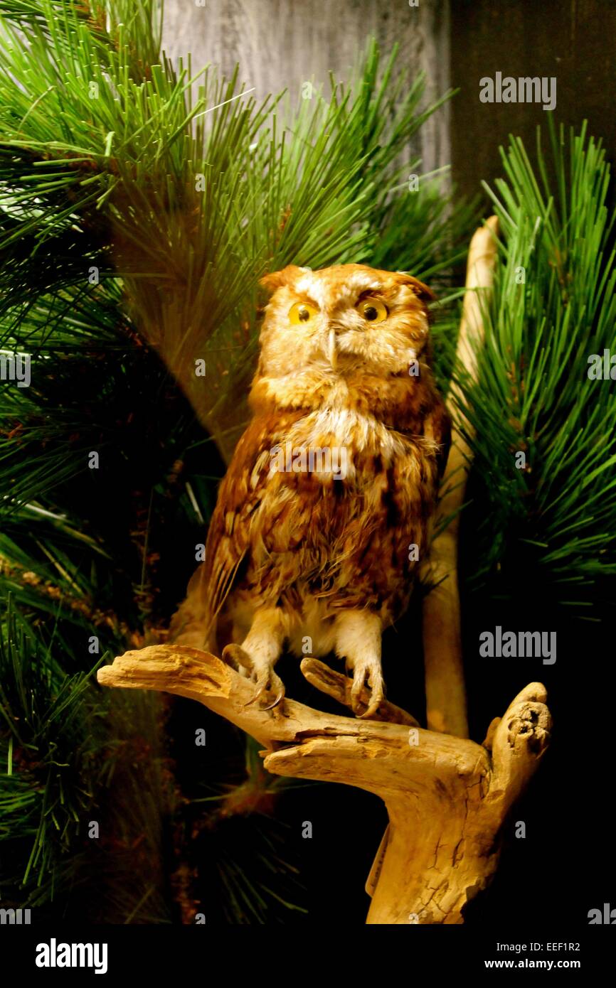 A birds eye view from above who gives a hoot. Vertical shoot indoors ...