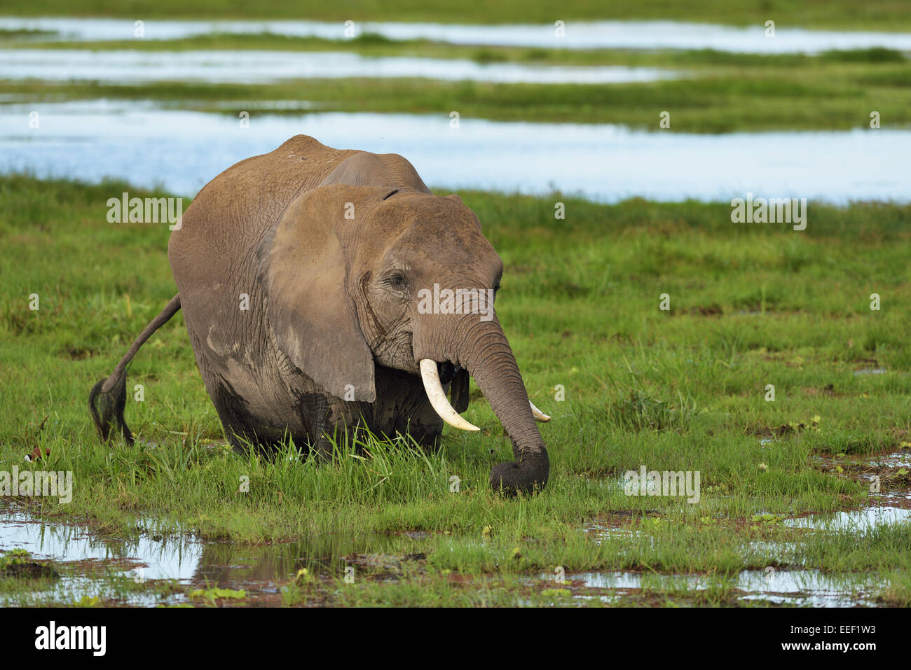 African elephant feeding in a swamp at Amboseli, Amboseli National Park ...