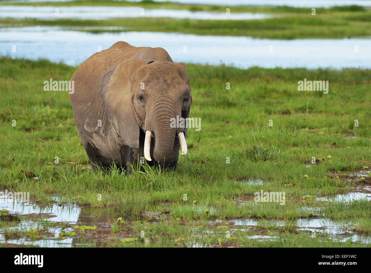 African elephant feeding in a swamp at Amboseli, Amboseli National Park ...