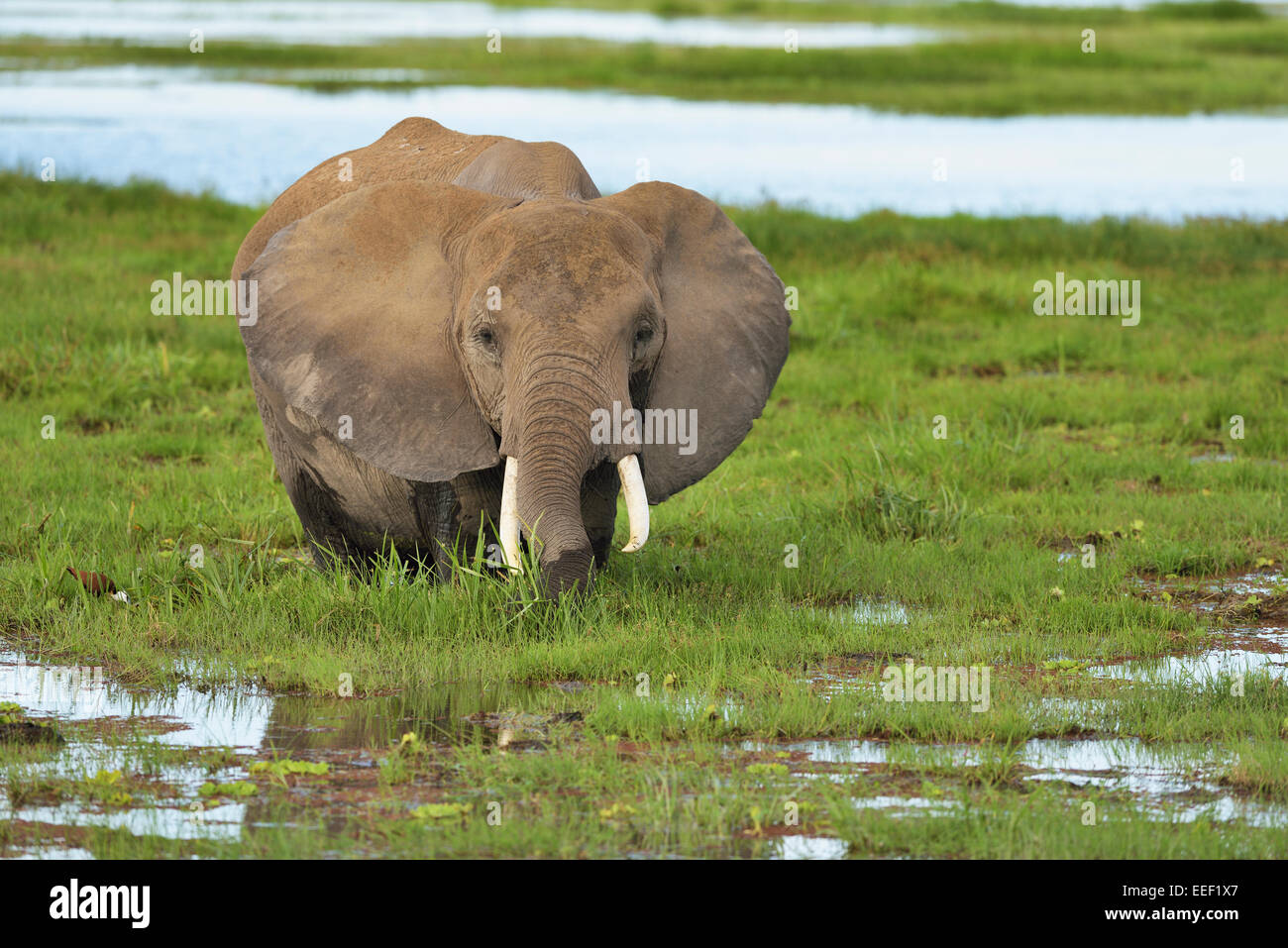 African elephant feeding in a swamp at Amboseli, Amboseli National Park ...