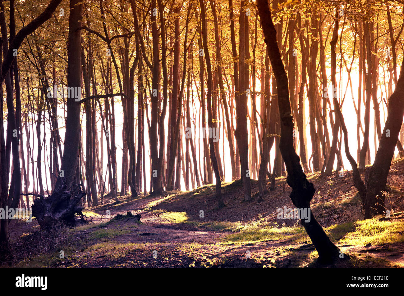 Nature conceptual image. Dark old forest Stock Photo - Alamy