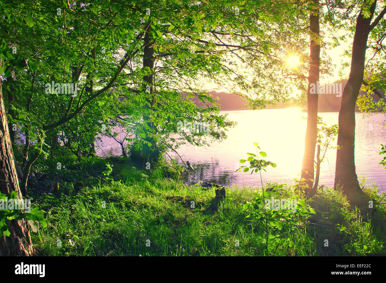 Lake and forest. Sundown over lake seen from the green forest Stock ...