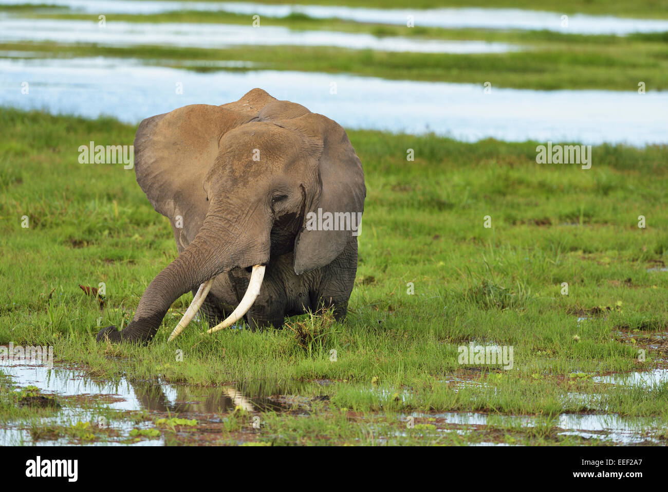 African elephant feeding in a swamp at Amboseli, Amboseli National Park ...