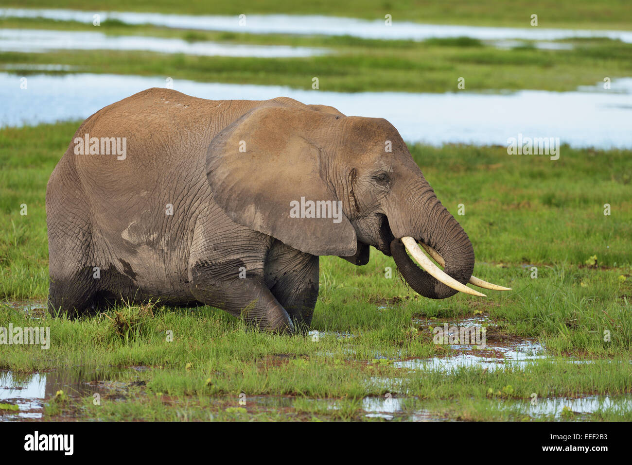 African elephant feeding in a swamp at Amboseli, Amboseli National Park ...