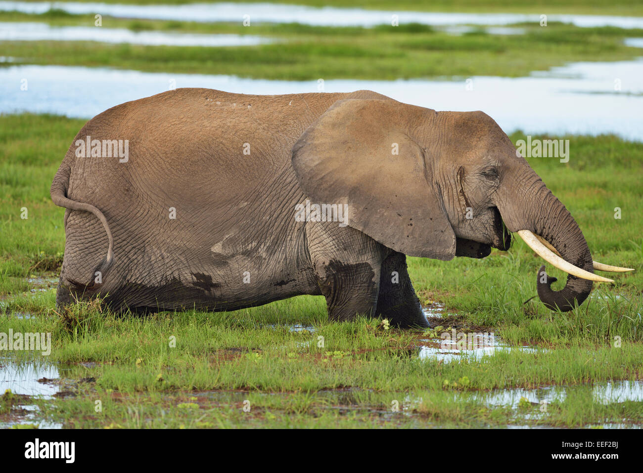 African elephant feeding in a swamp at Amboseli, Amboseli National Park ...