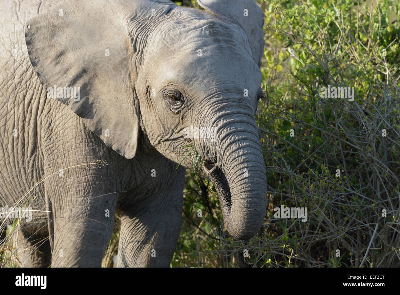 African elephant cub feeding a bush, Amboseli National Park, Kenya ...