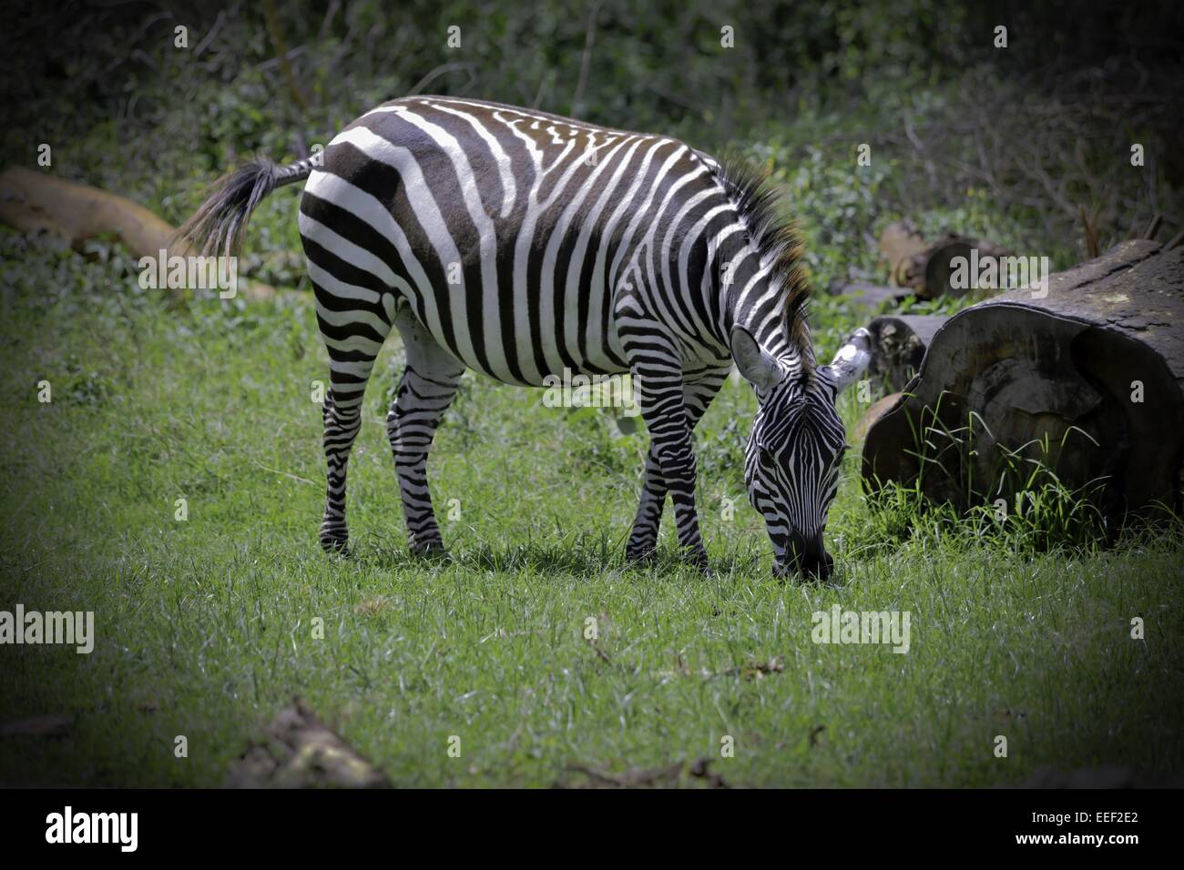 zebra in the savanna of Kenya Stock Photo - Alamy