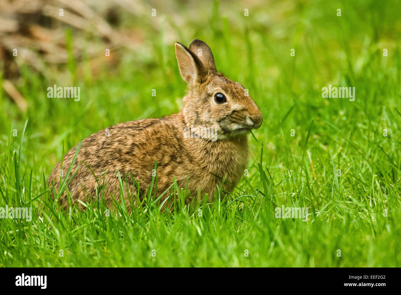 Brush Rabbit eating grass in a yard in Issaquah, Washington, USA Stock ...