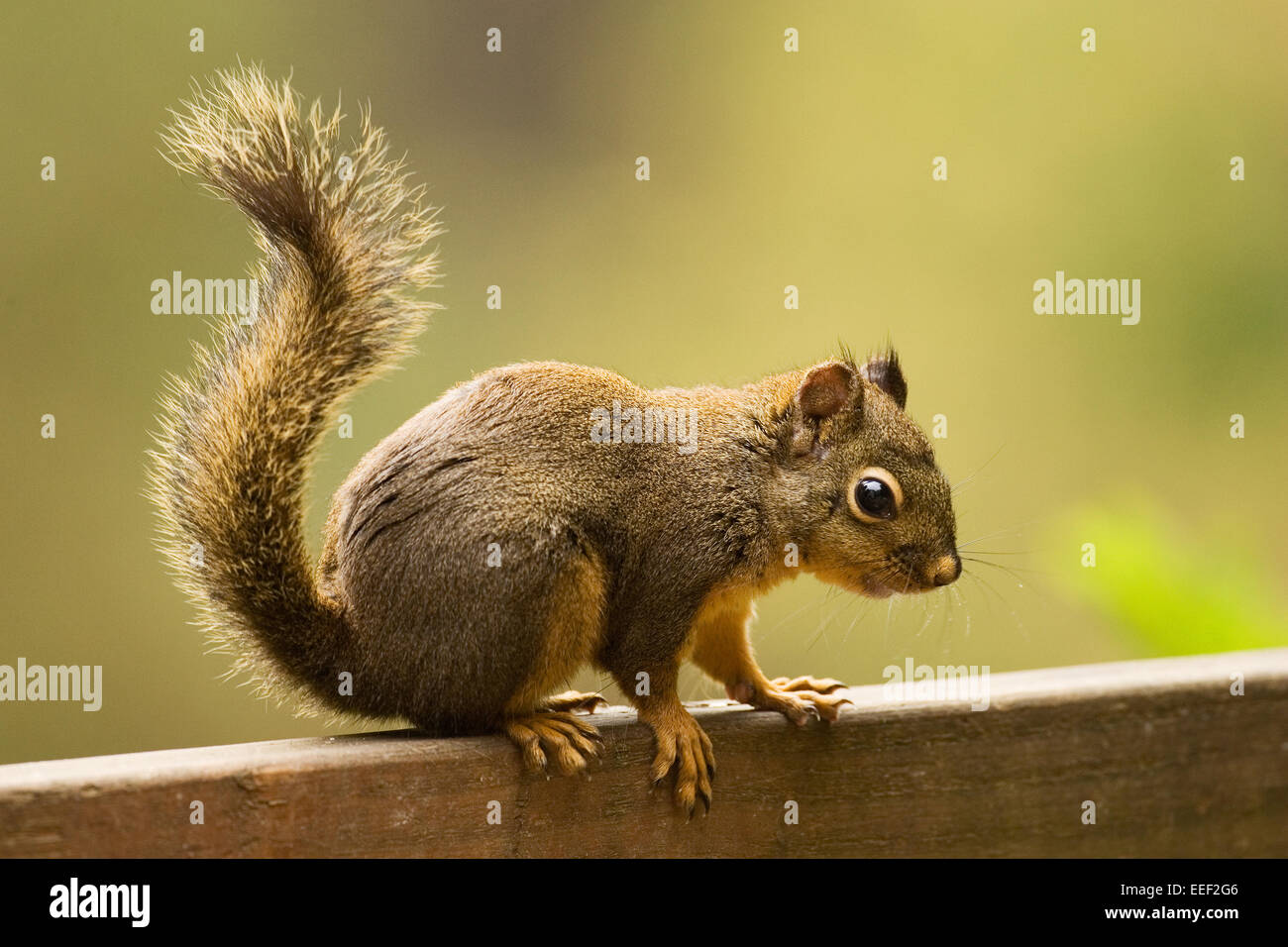 Back of a squirrel hi-res stock photography and images - Alamy