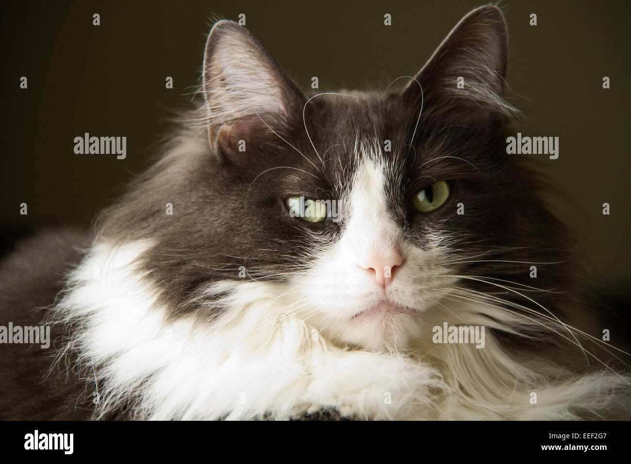 Self confidence and cat hi-res stock photography and images - Alamy