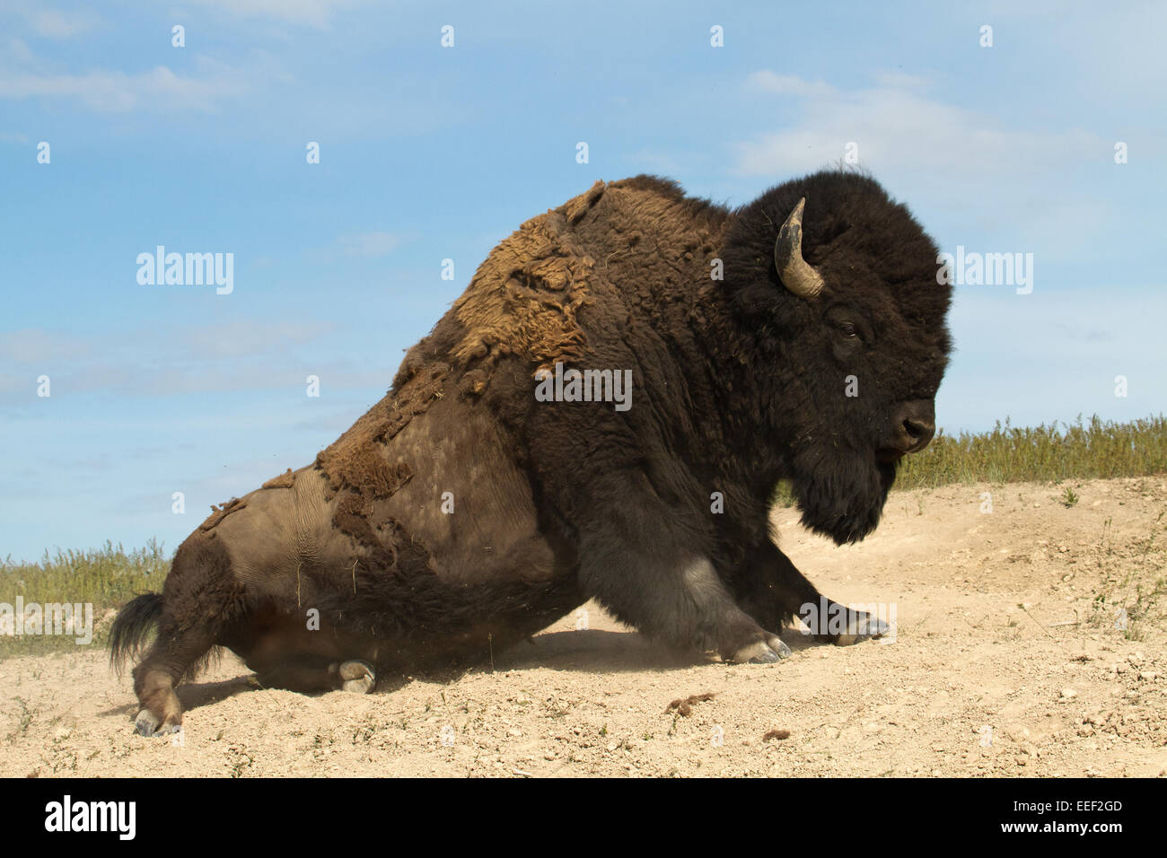 Bison starting to stand up in a dust wallow in National Bison Range ...