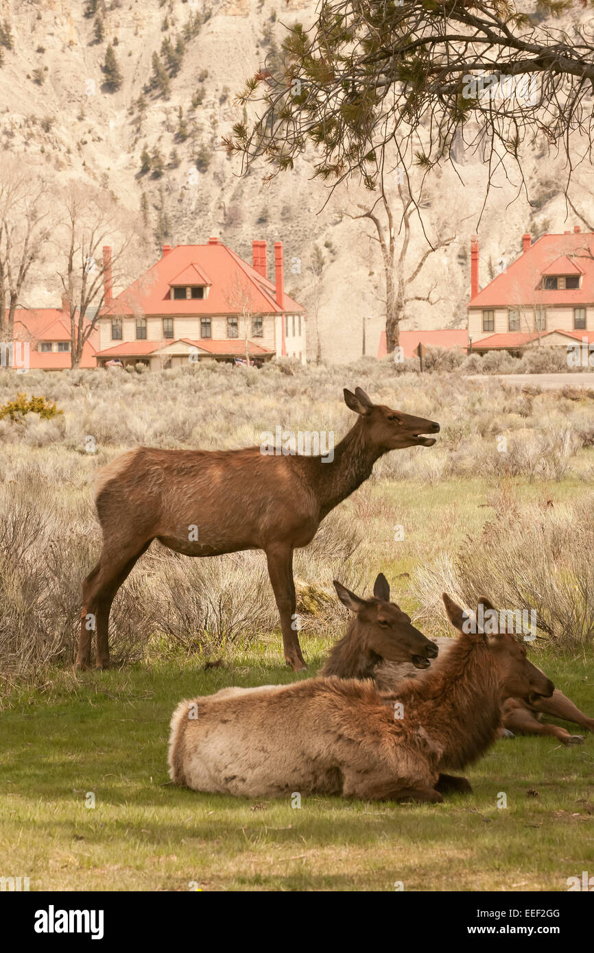 Two elk cows hi-res stock photography and images - Alamy