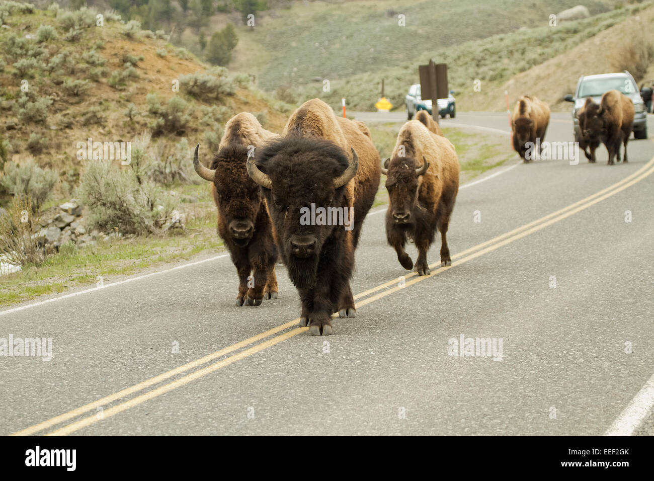 Bison bison herd walking hi-res stock photography and images - Alamy Bison bison herd walking hi-res stock photography and images - Alamy