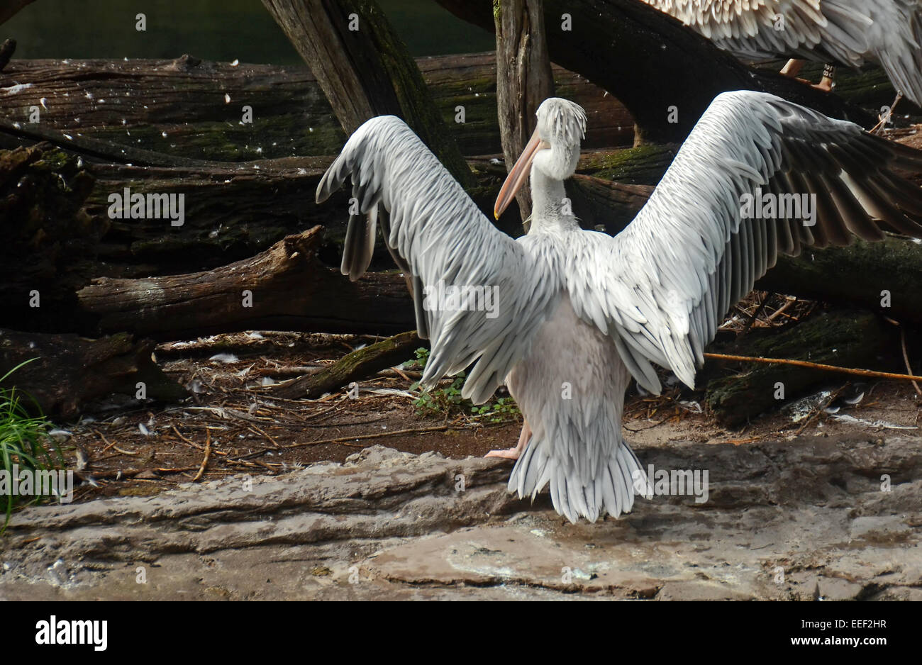 Injured pelican in the Florida Everglades Stock Photo - Alamy