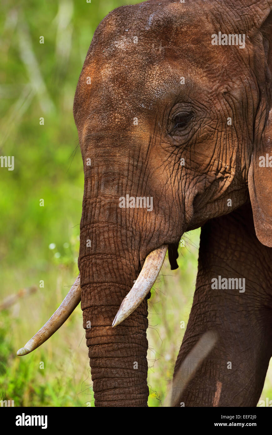 Red colored African elephant portrait, Tsavo National Park, Kenya Stock ...