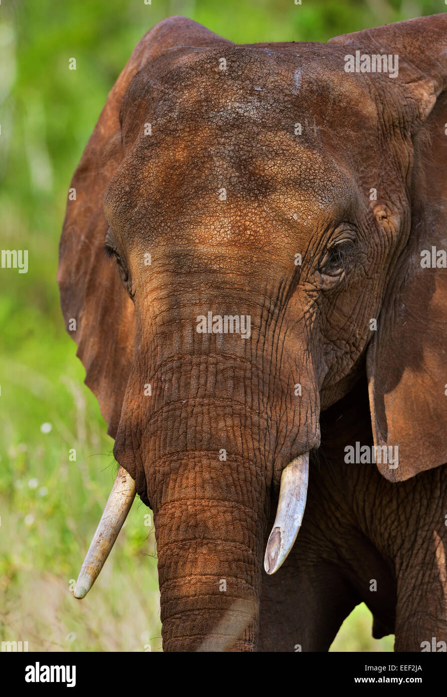 Red colored African elephant frontal portrait, Tsavo National Park ...