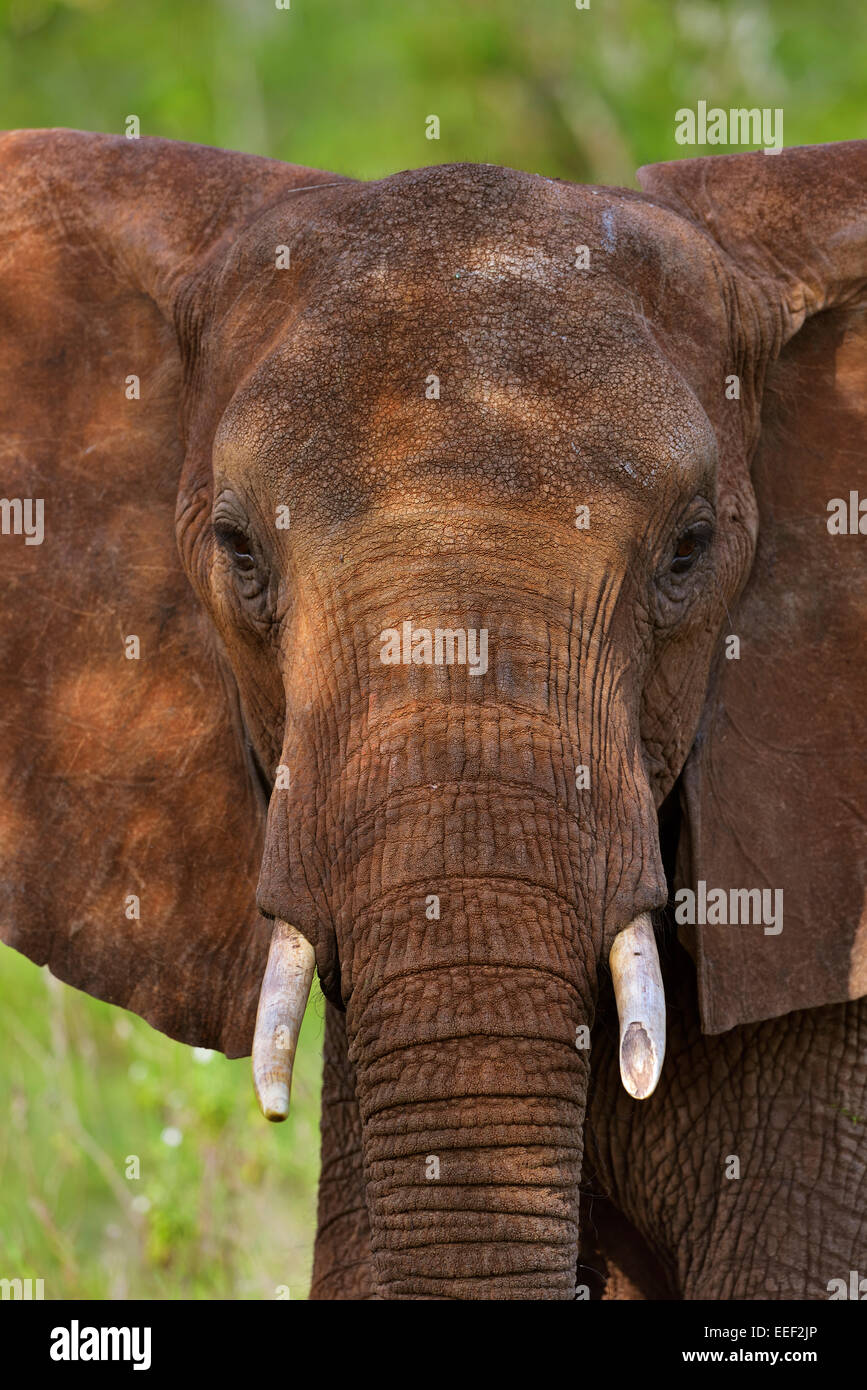 Red colored African elephant frontal portrait, Tsavo National Park ...