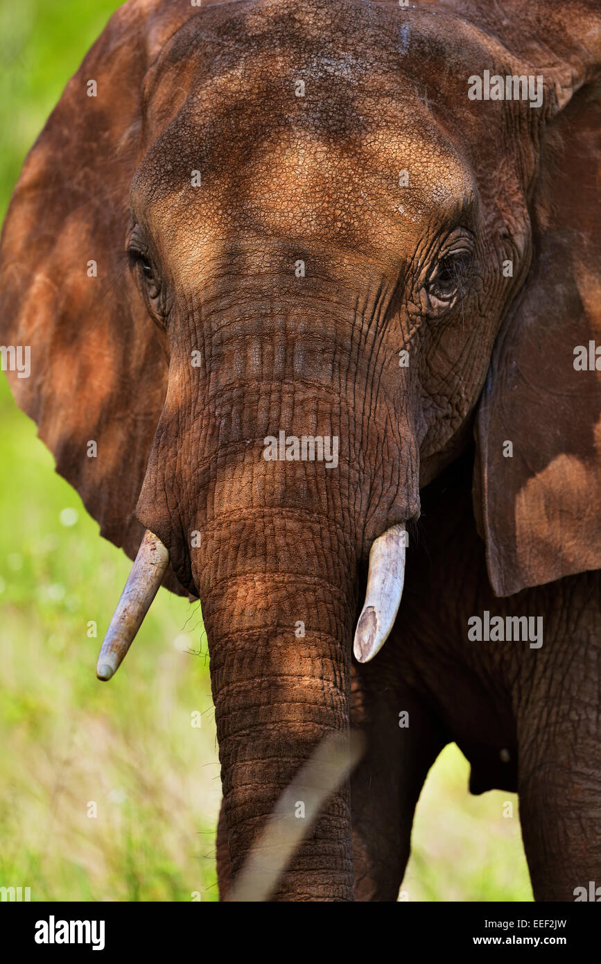 Red colored African elephant frontal portrait, Tsavo National Park ...