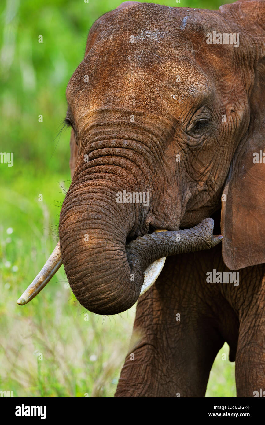 Red colored African elephant portrait, Tsavo National Park, Kenya Stock ...