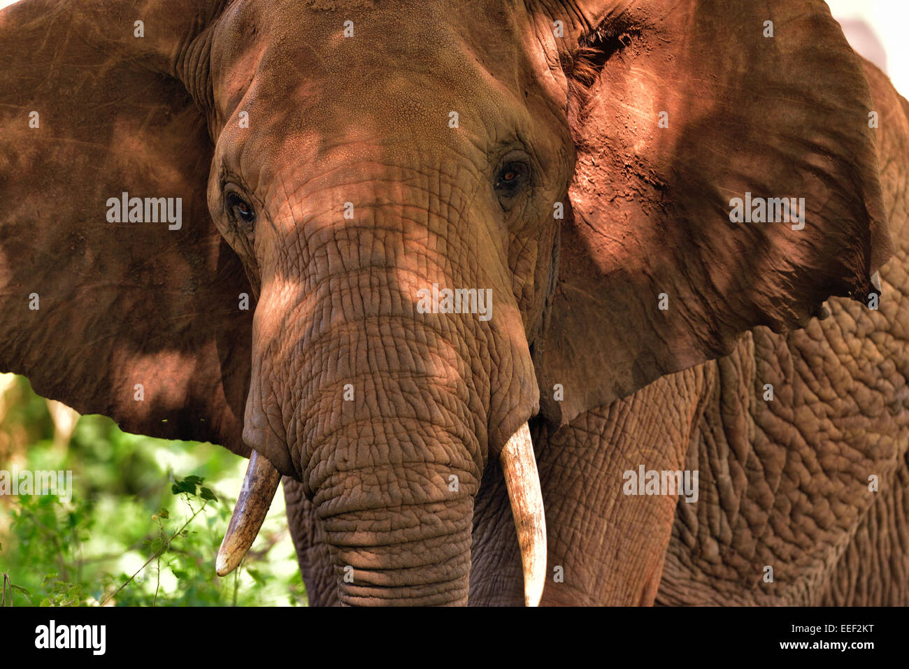 Red colored African elephant frontal portrait, Tsavo National Park ...