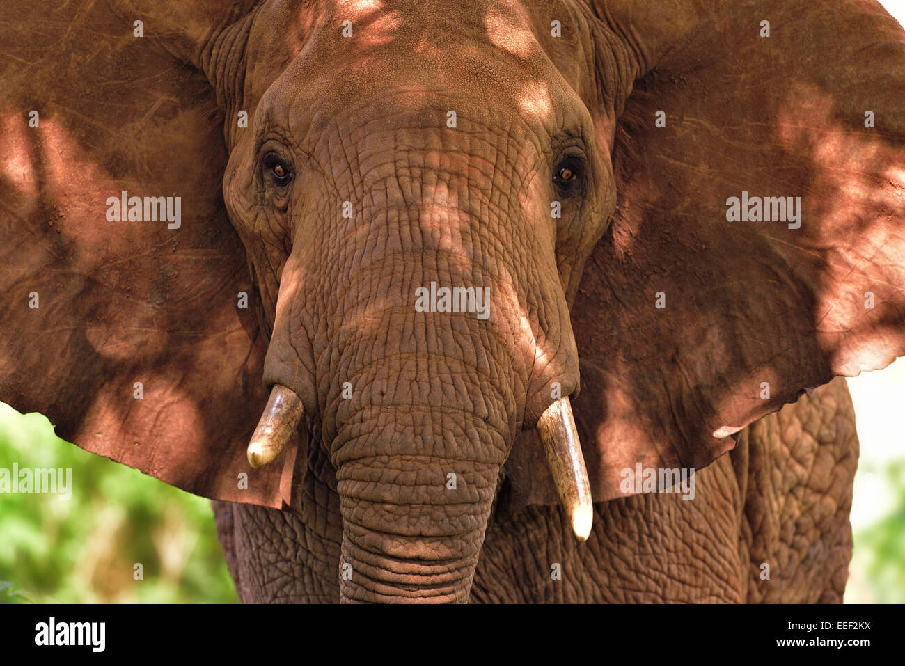 Red colored African elephant frontal portrait, Tsavo National Park ...