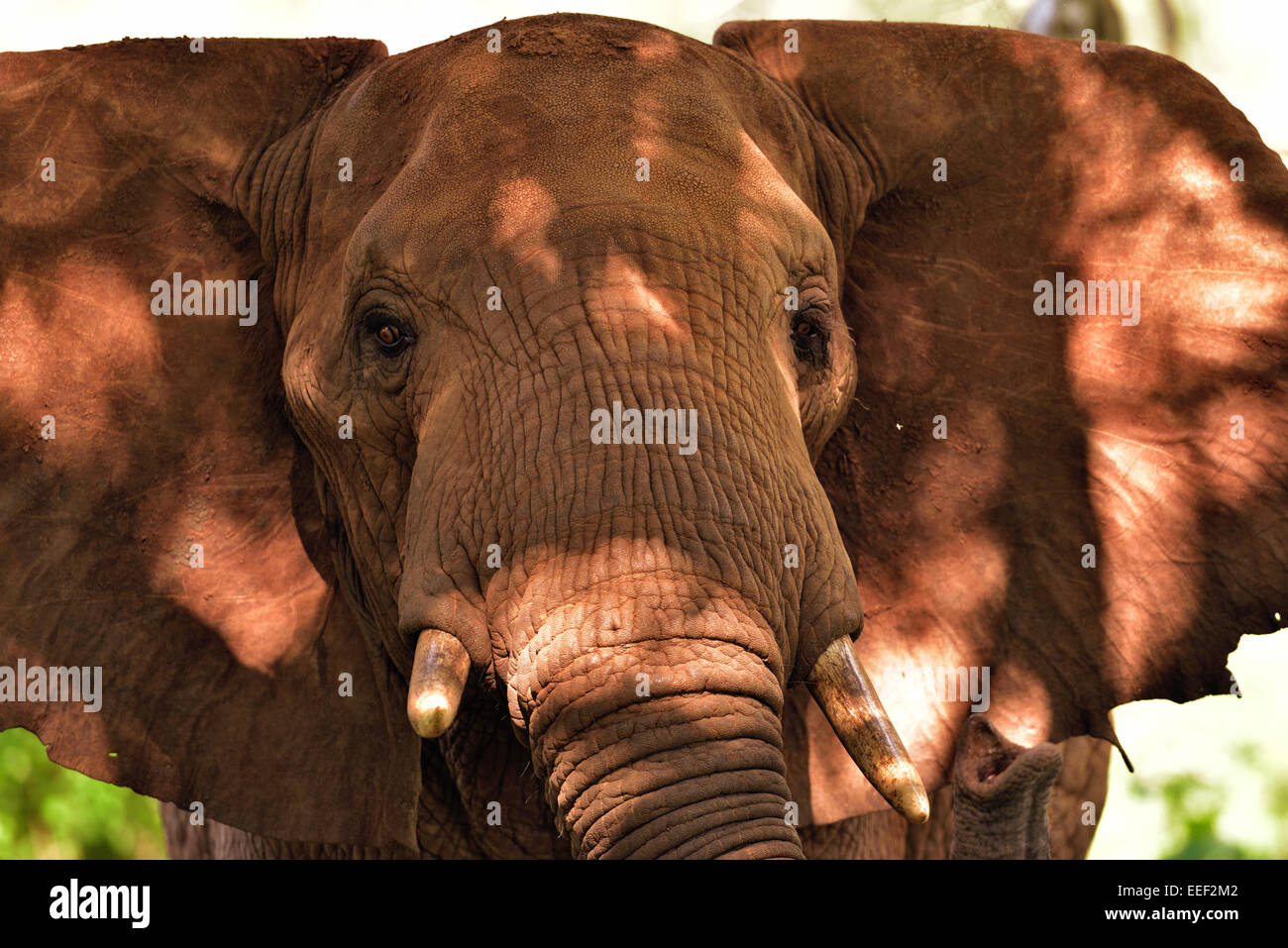 Red colored African elephant frontal portrait, Tsavo National Park ...