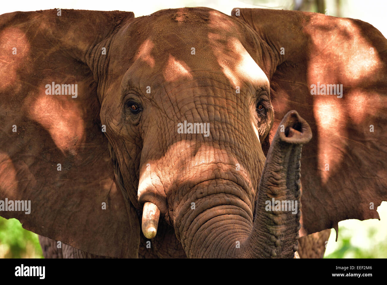 Red colored African elephant frontal portrait, Tsavo National Park ...