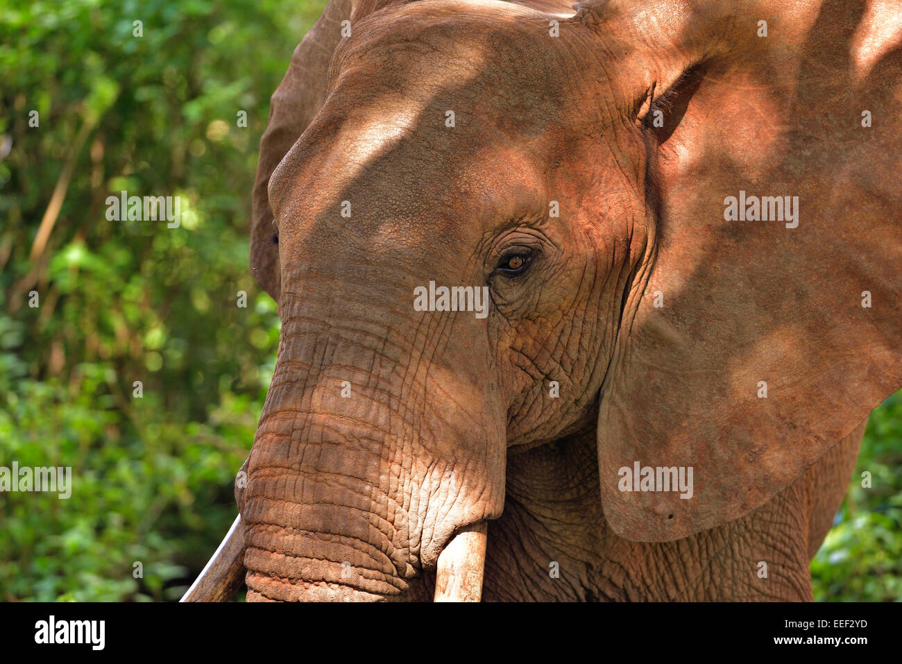 Red colored African elephant frontal portrait, Tsavo National Park ...