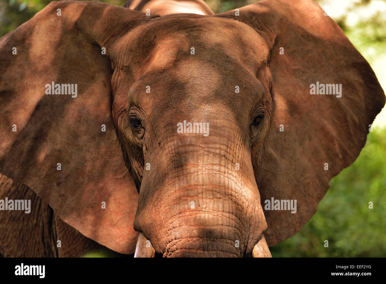 Red colored African elephant frontal portrait, Tsavo National Park ...