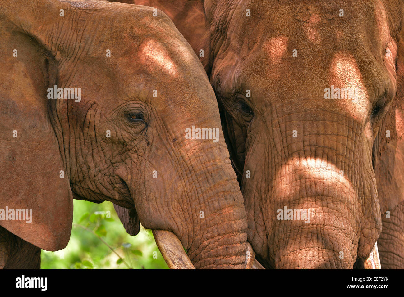 Two red colored African elephants frontal portrait, Tsavo National Park ...