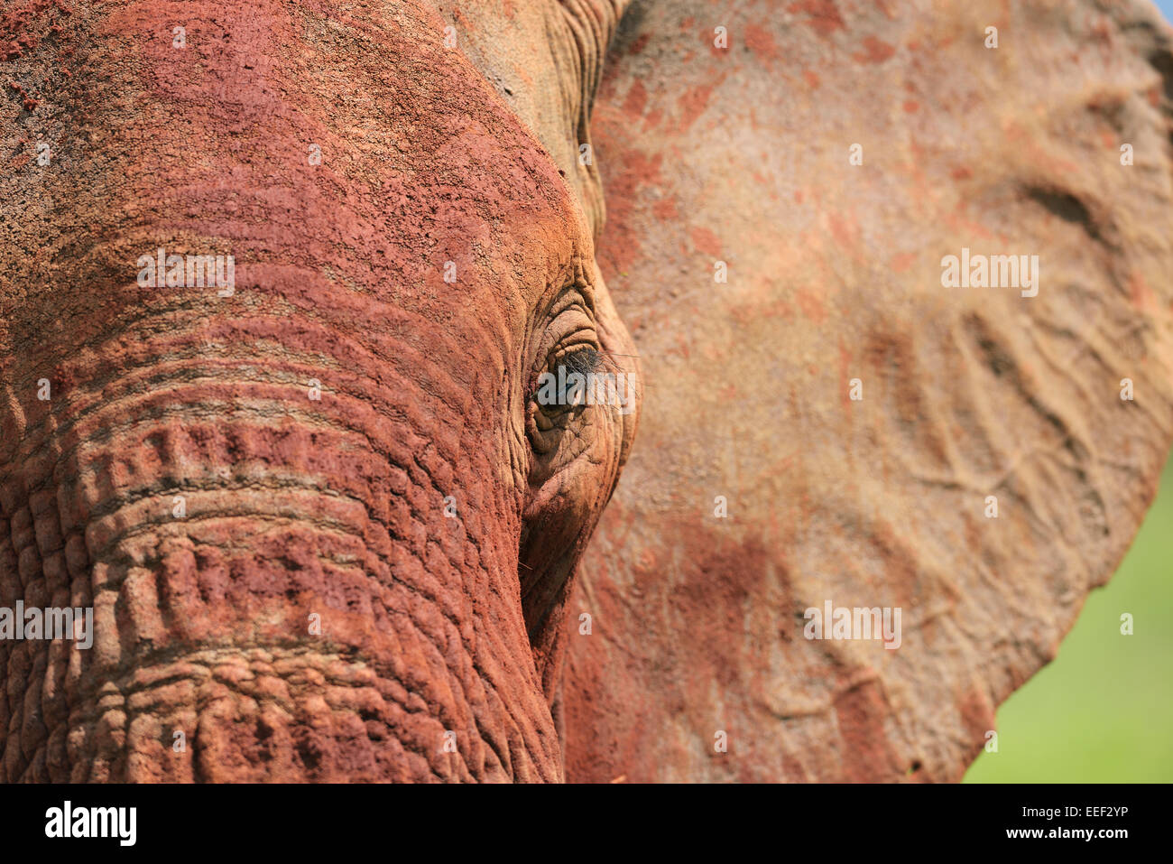 Red colored African elephant frontal portrait, Tsavo National Park ...