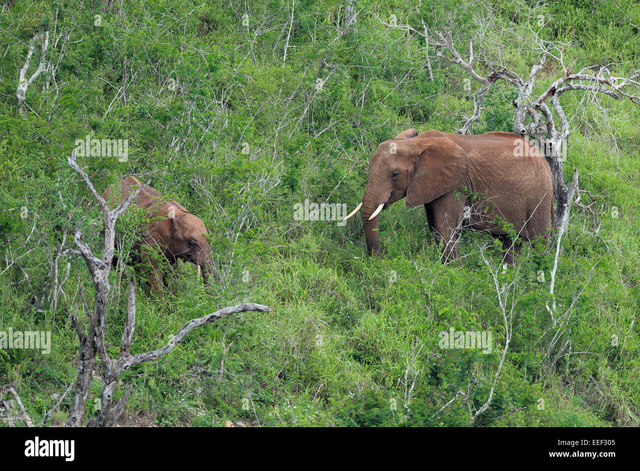 Red colored African elephant herd feeding bushes, Tsavo National Park ...
