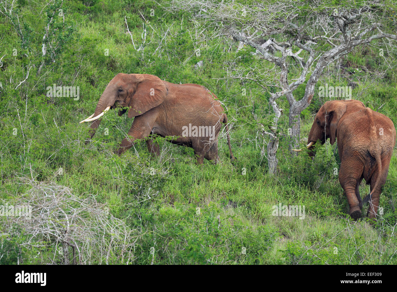 Red colored African elephant herd feeding bushes, Tsavo National Park ...