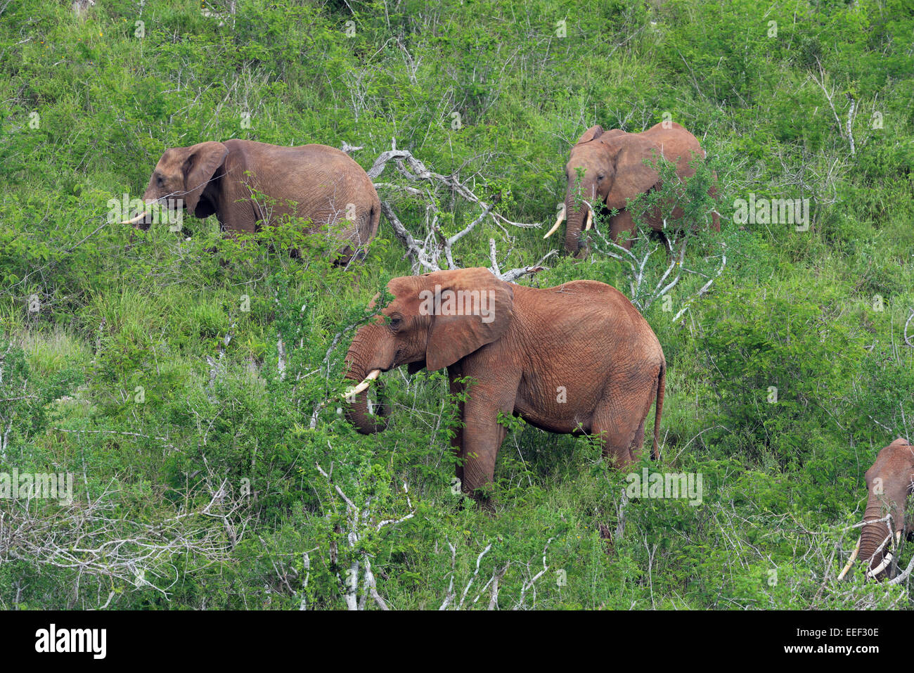 Red colored African elephant herd feeding bushes, Tsavo National Park ...