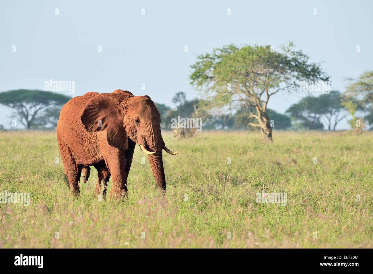 A red Red colored African elephant walking and feeding, Tsavo National ...