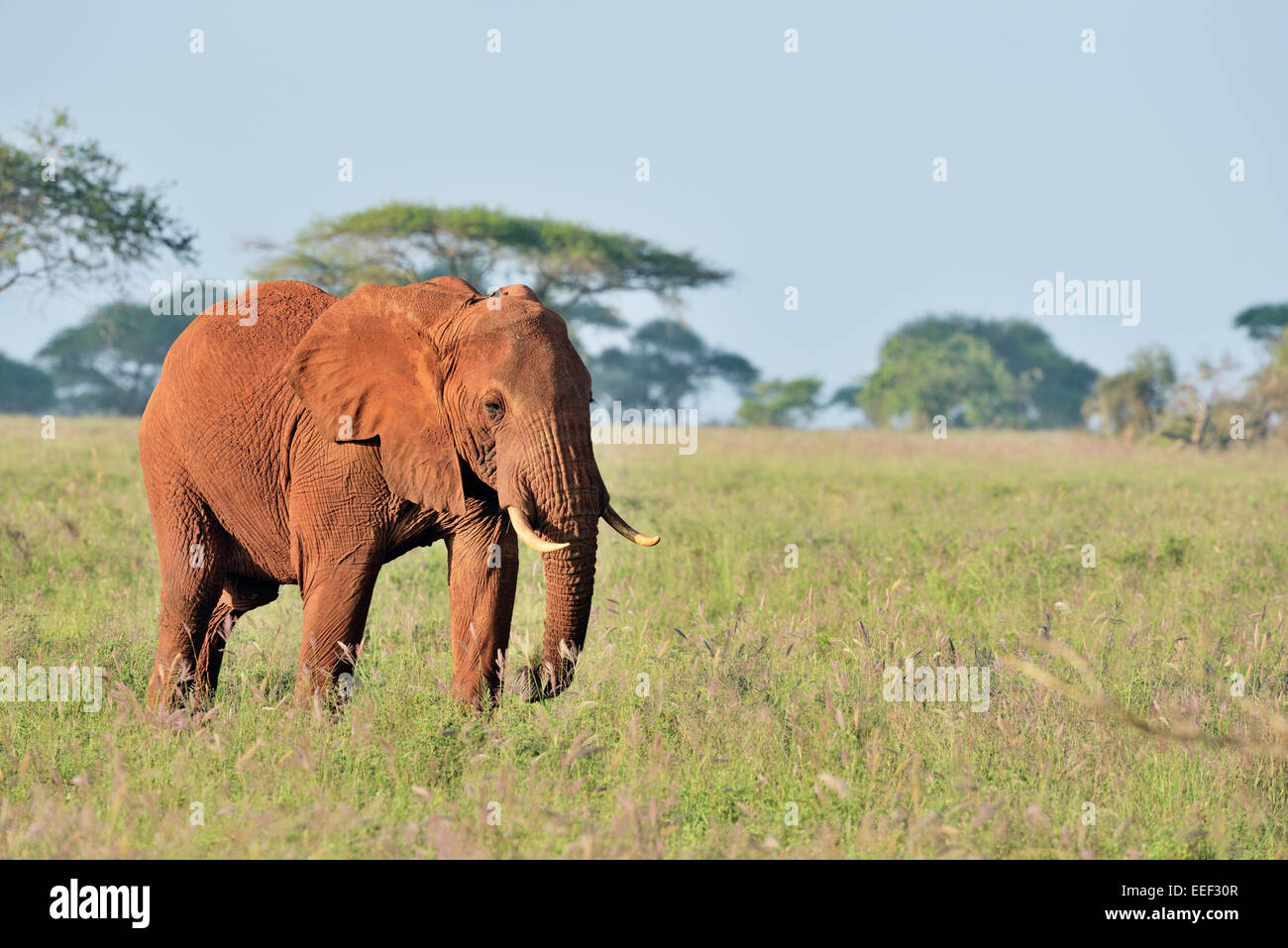 A red Red colored African elephant walking and feeding, Tsavo National ...
